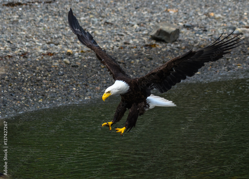 Bald Eagle Landing Stock Photo | Adobe Stock