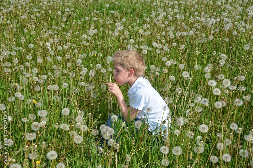 Kleiner Junge sitzt in Wiese und pustet eine Pusteblume Stock-Foto ...