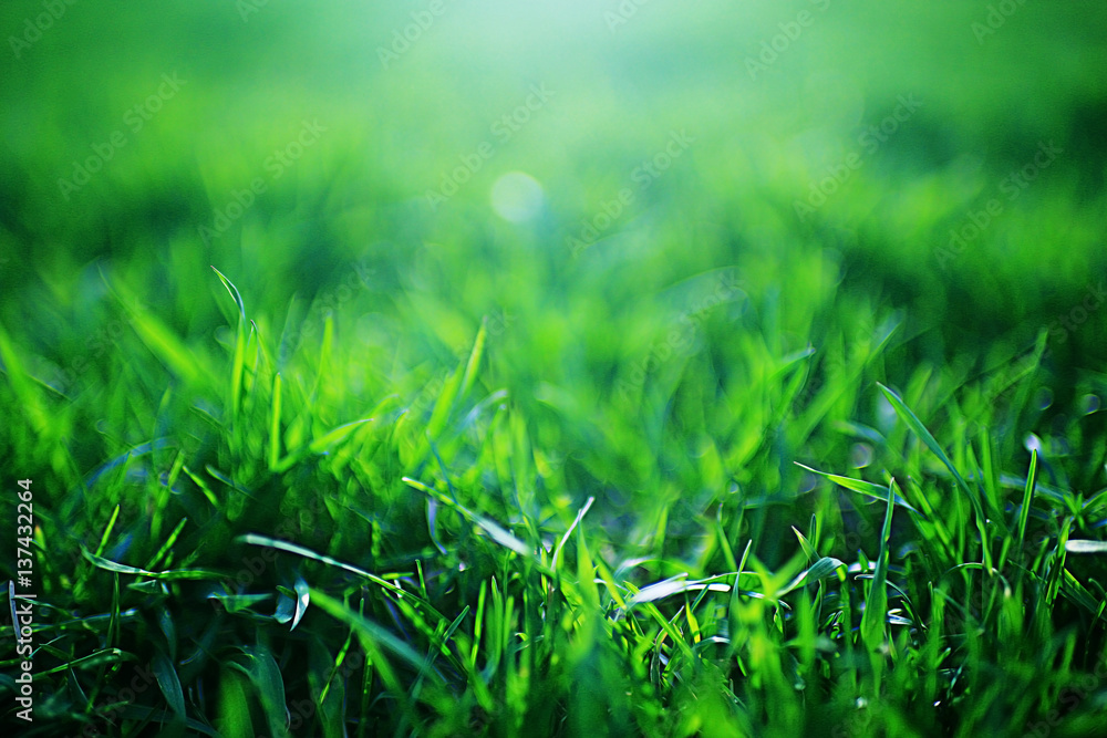 Background texture of fresh spring green grass Stock Photo | Adobe Stock