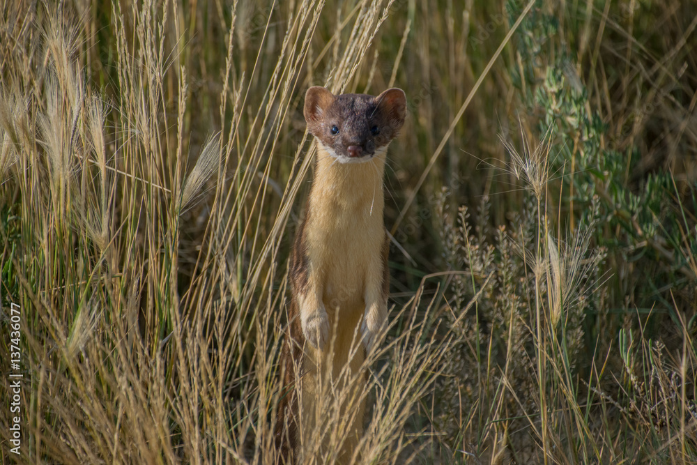 Short-tailed weasel Observing from Tall Grass Stock Photo | Adobe Stock