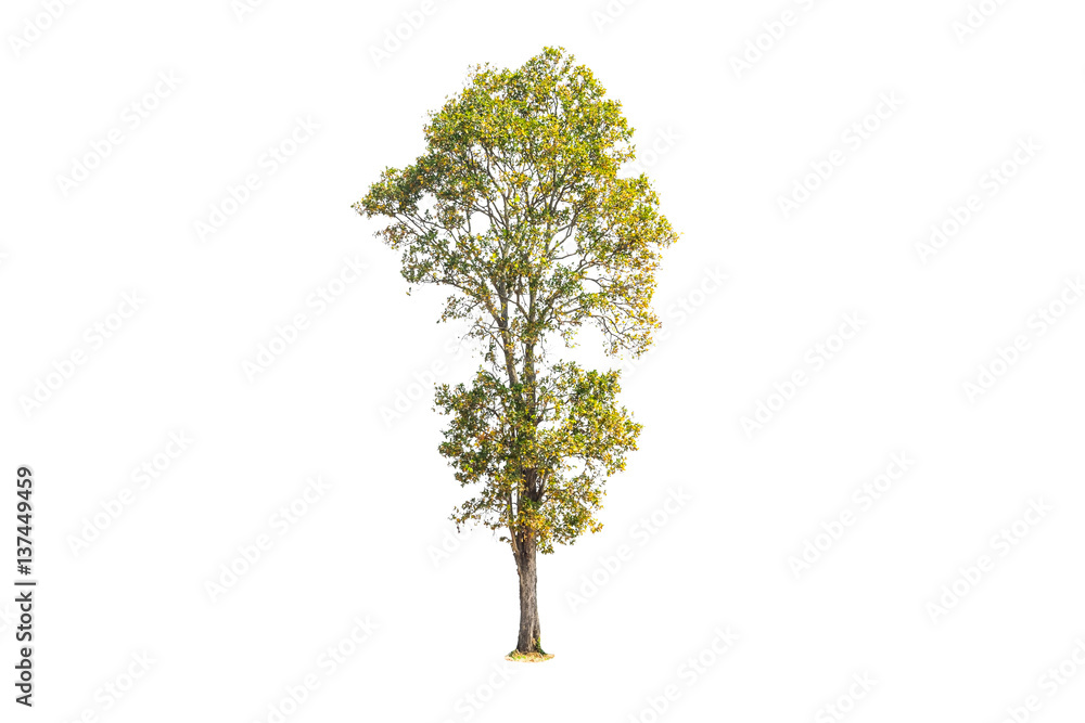 Tree isolated on white background with clipping path. Stock Photo ...