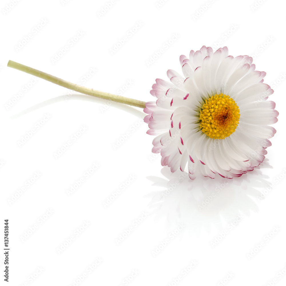 Beautiful single daisy flower isolated on white background cutout Stock ...