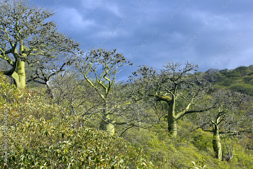 Row of Ceibo trees with green photosynthetic bark (Ceiba trichisandra ...