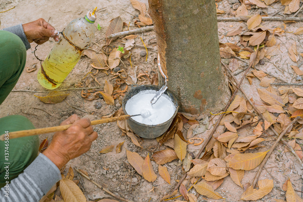 Rubber tapper latex - Rubber tree in rubber plantation in Thailand ...