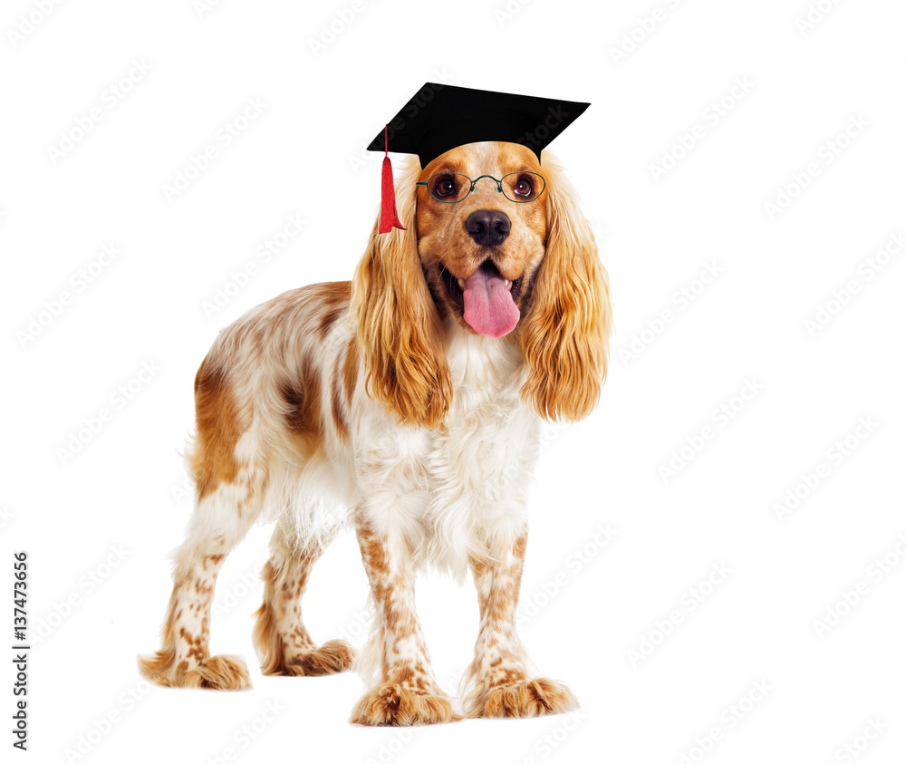 English Cocker Spaniel dog with glasses and a master's cap Stock Photo ...