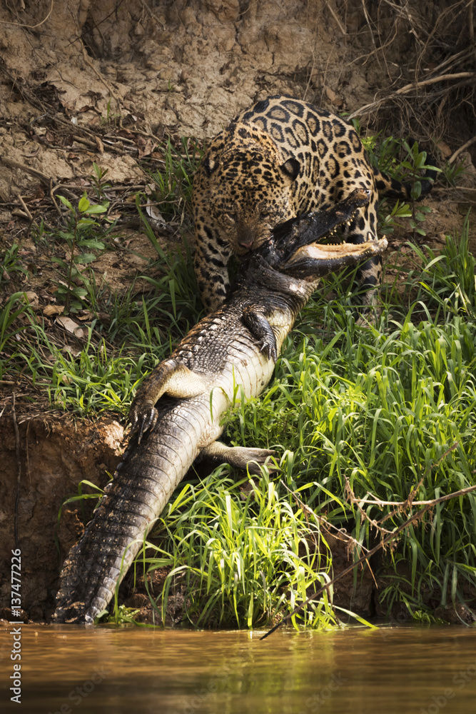 Jaguar hauling Yacare Caiman by water, Mato Grosso do Sul, Brazil Stock ...