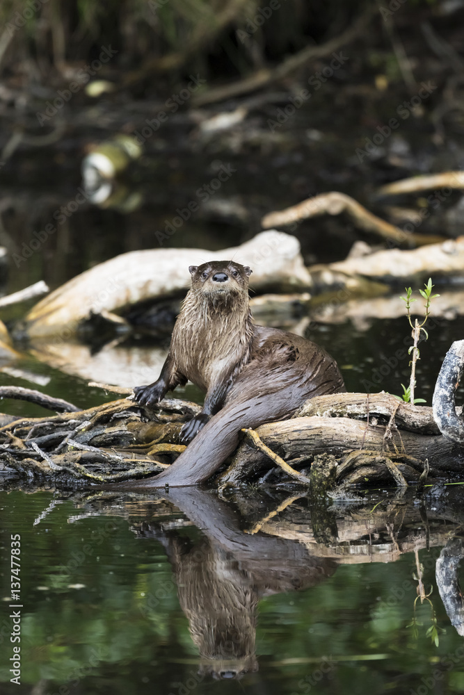 River Otter (Land Otter) in a small pond on the backside of Potter ...