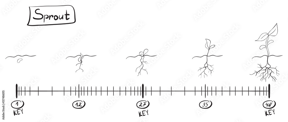 Storyboard animation seed growth. Sketch on the timeline Stock Vector ...
