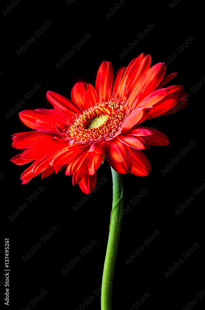 Black And White Photography With One Color Flowers