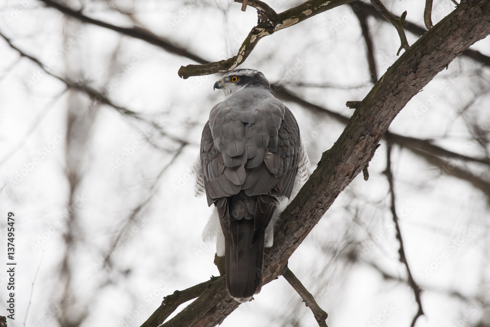 Northern goshawk, large and beautiful predator bird, sitting on branch ...