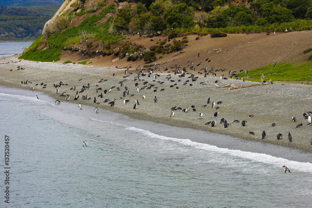 Pingüinos en Isla Martillo en la patagonia argentina Stock Photo ...