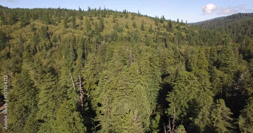 Half ORBIT Tree tops Redwood Forest, Aerial, 4K, Trees, Northern ...