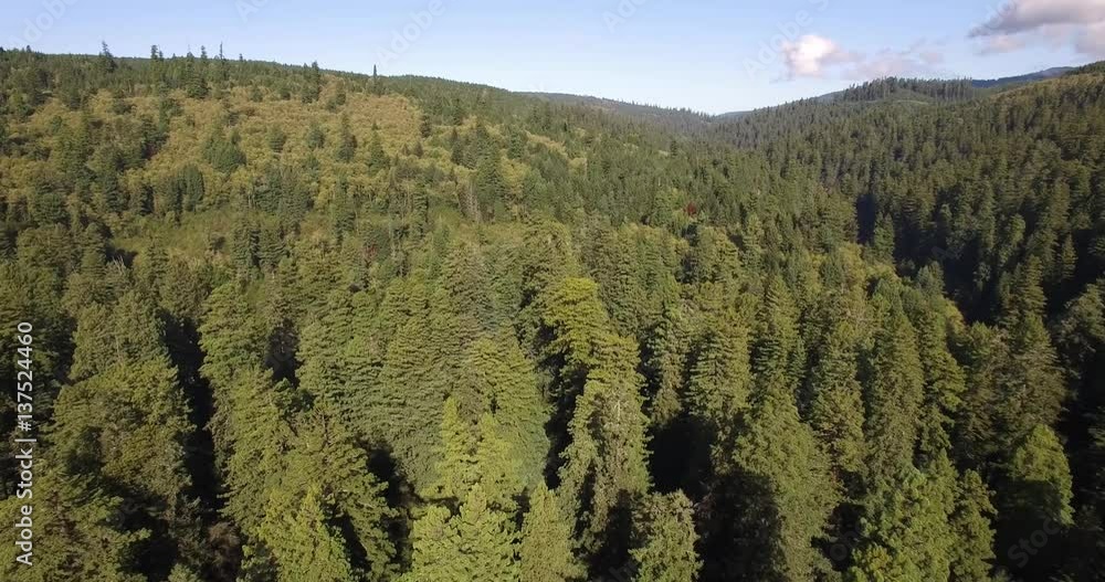 Flying over tree tops to stop Redwood Forest, Aerial, 4K,, Forest Trees ...