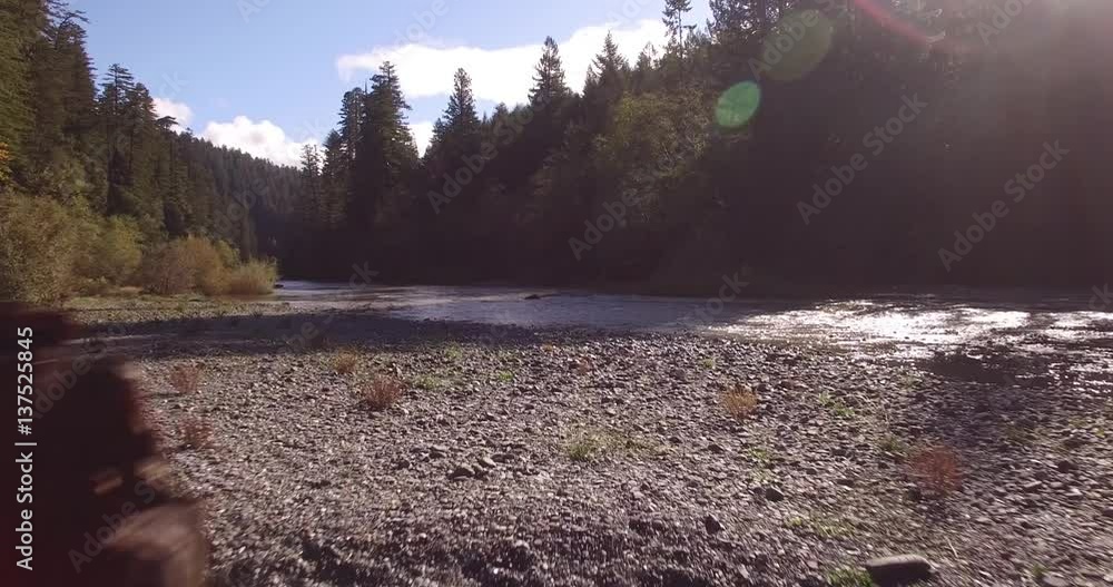 LOW over dead Tree to river Redwood Forest, Aerial, 4K, Forest Trees ...