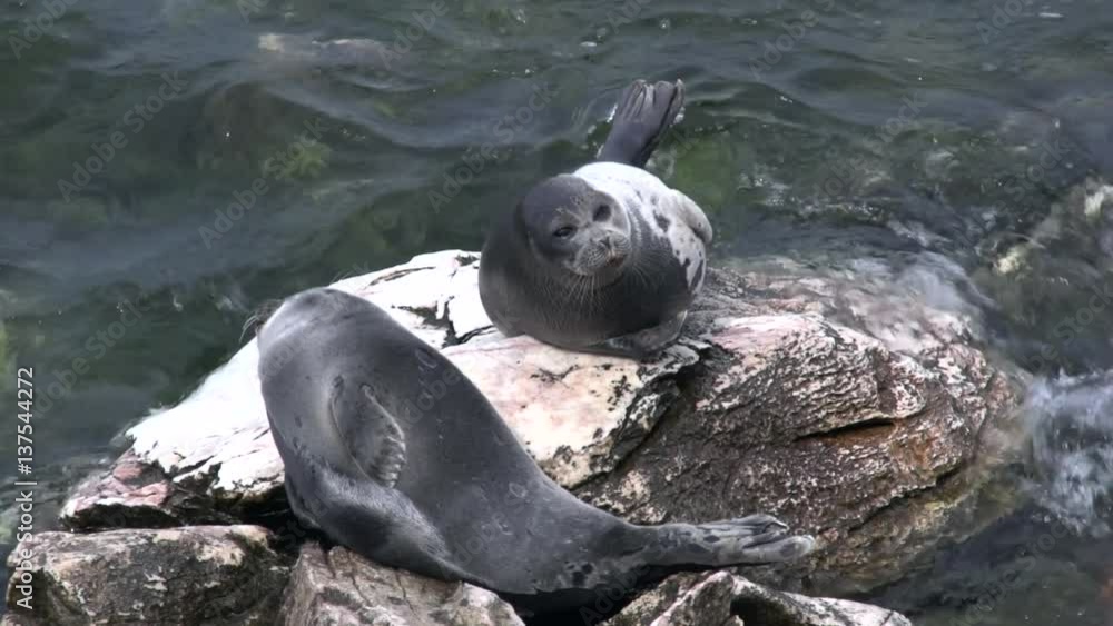 Baikal seals resting on rocks Ushkaniye Islands. Lake Baikal in Siberia ...