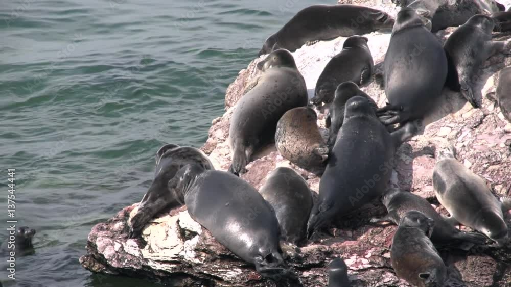 Baikal Lake Seal