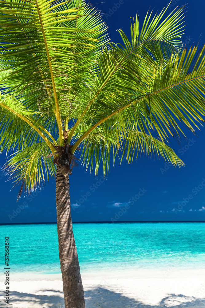 Single Coconut Tree Images