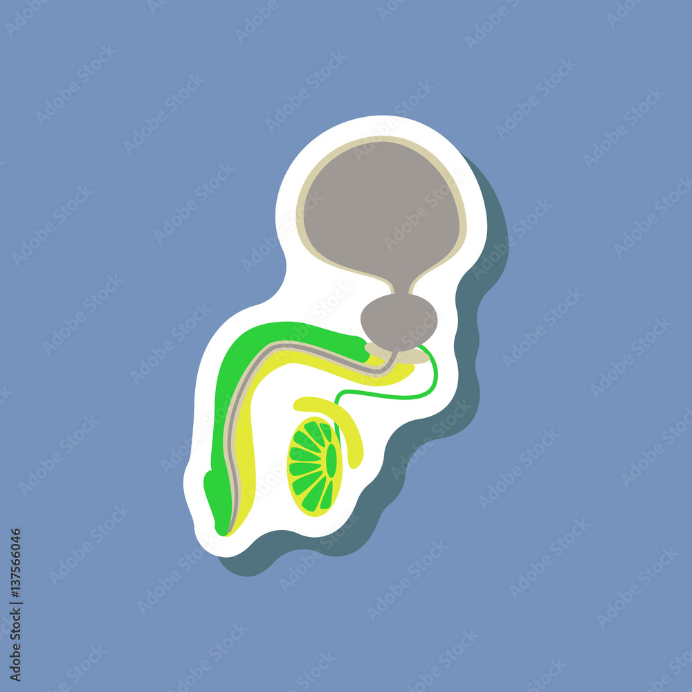 Male Reproductive System paper sticker on stylish background Stock ...