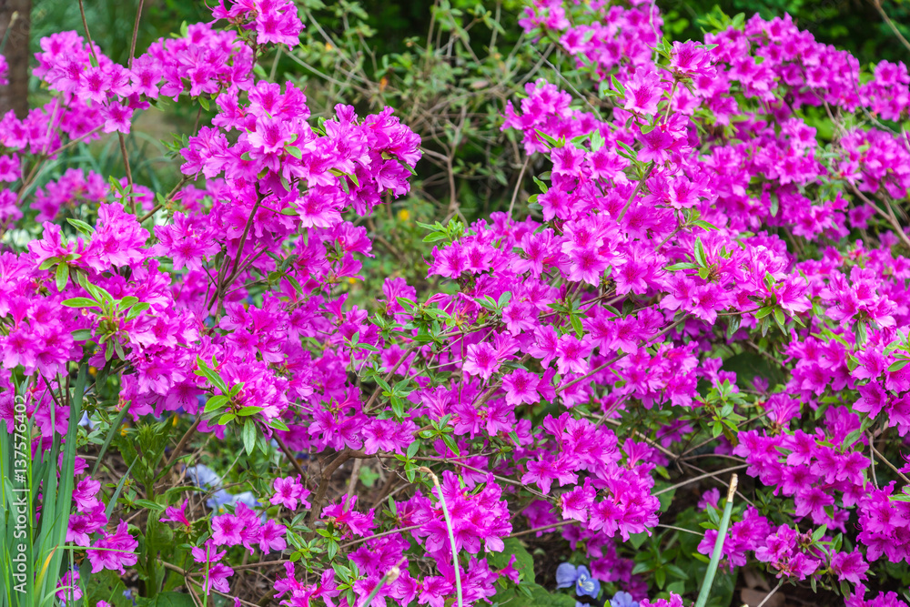 Flowers in Claude Monet's hgardens, a famous house of impressionist ...