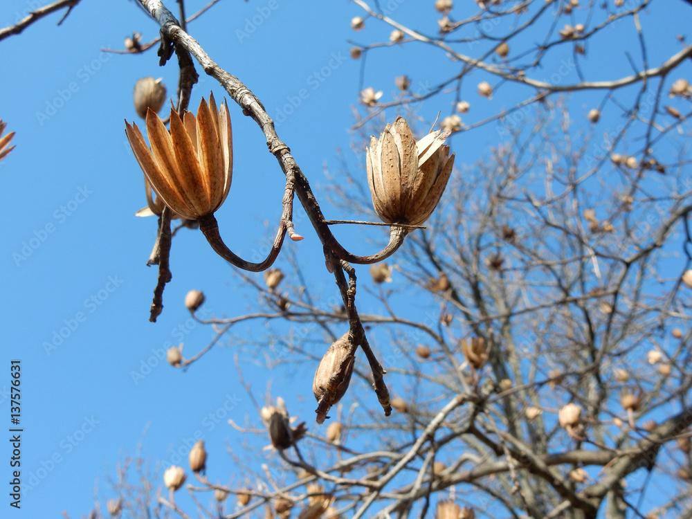 Tulip Poplar In Winter