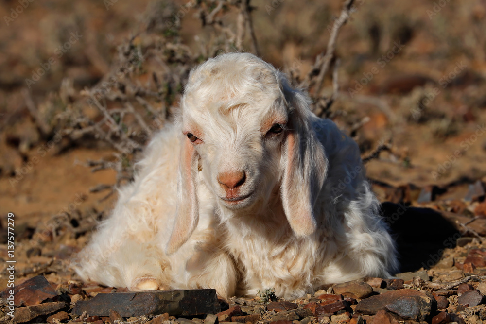 Baby Angora Goats