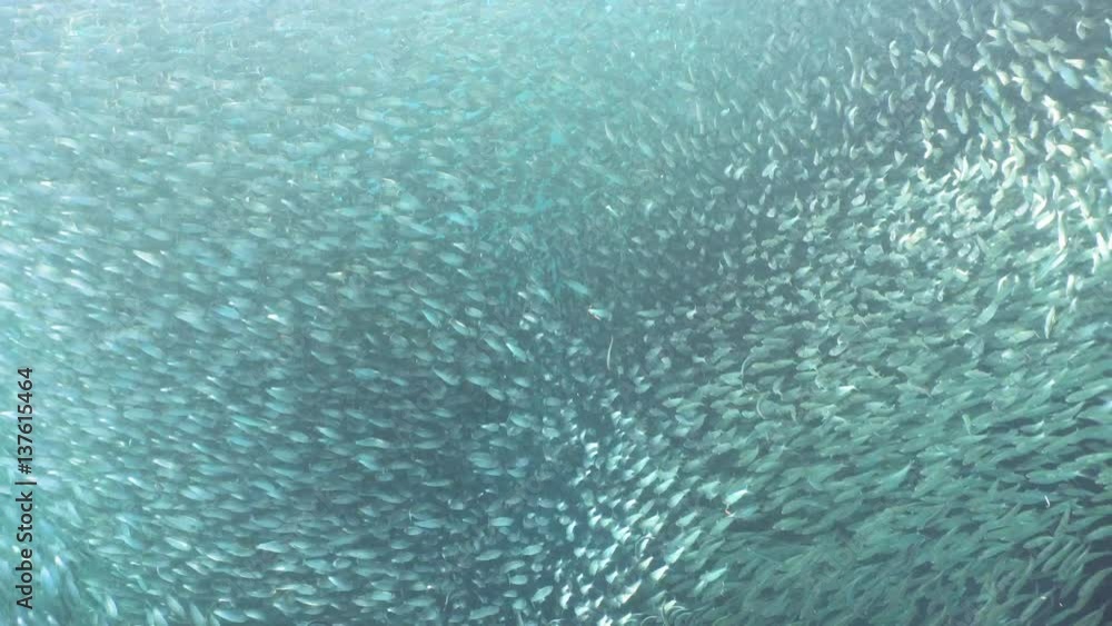 Sardines under water. Shoal sea sardines in the blue water of the ocean ...