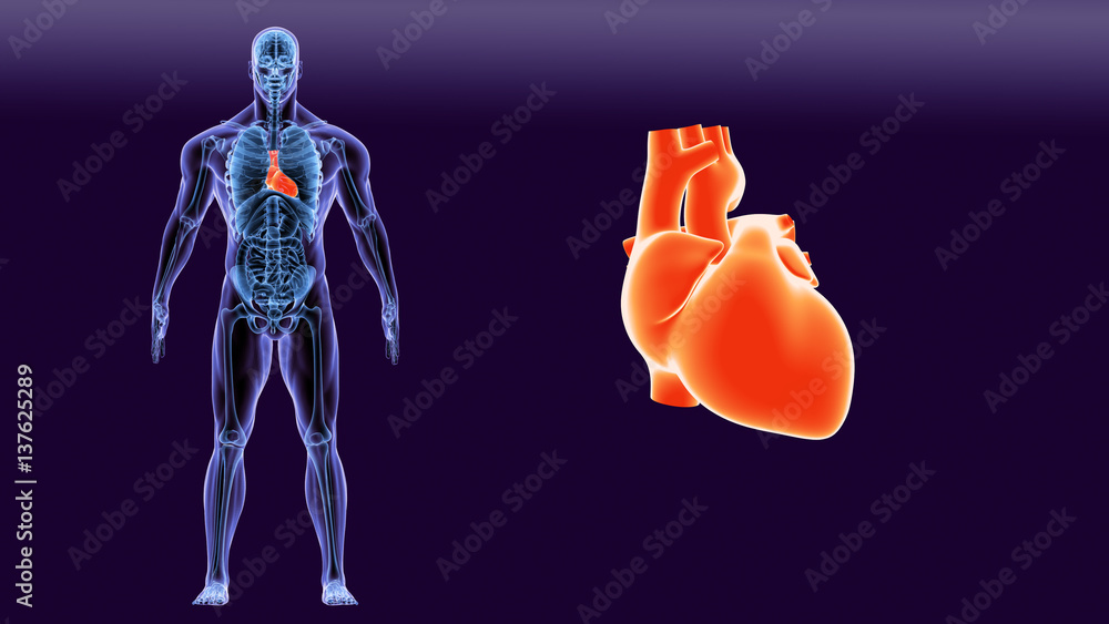 3d illustration human body heart.human body organs. Stock Illustration ...
