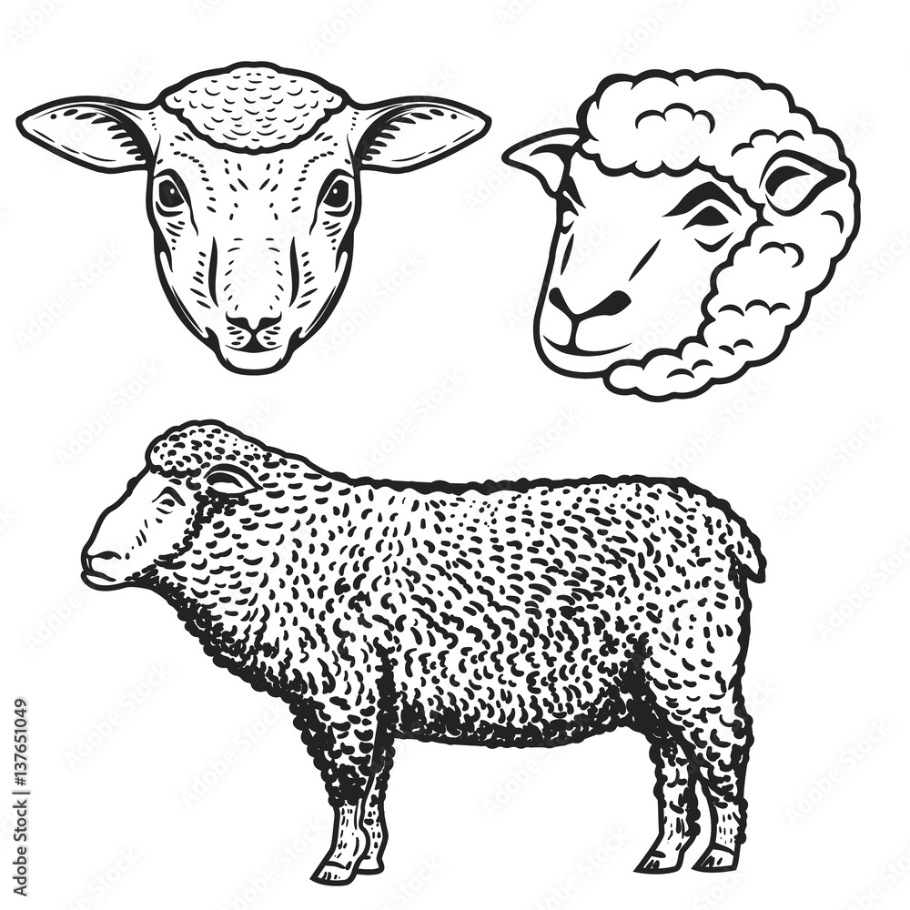 set of the sheep illustrations isolated on white background. Design ...