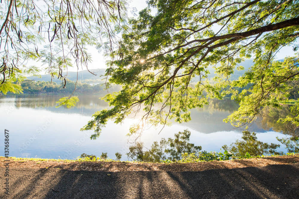 Branches of tree hanging over water Stock Photo | Adobe Stock