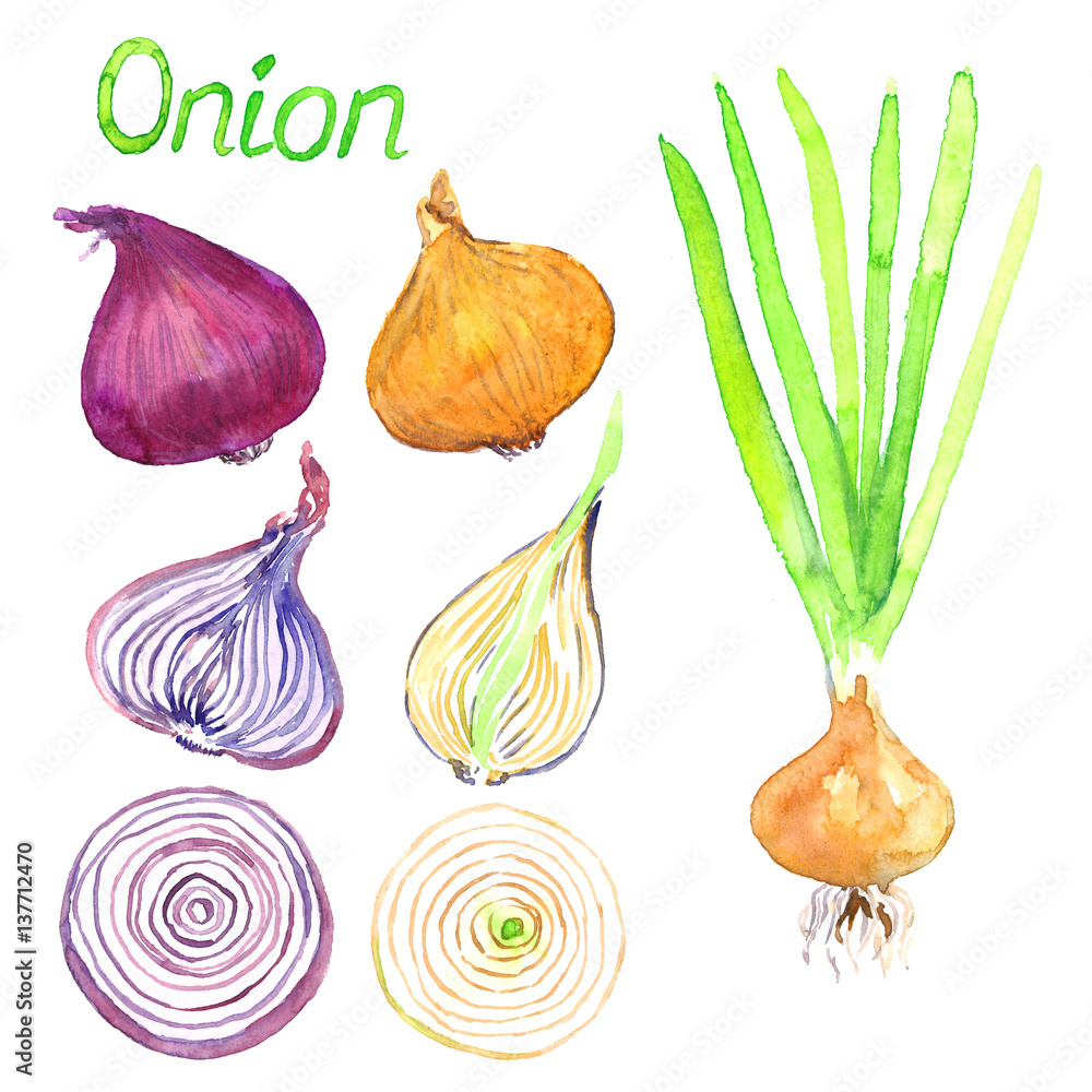 Types Of Onion Plants