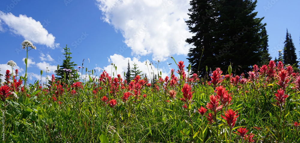 Wildflowers Stock Photo | Adobe Stock