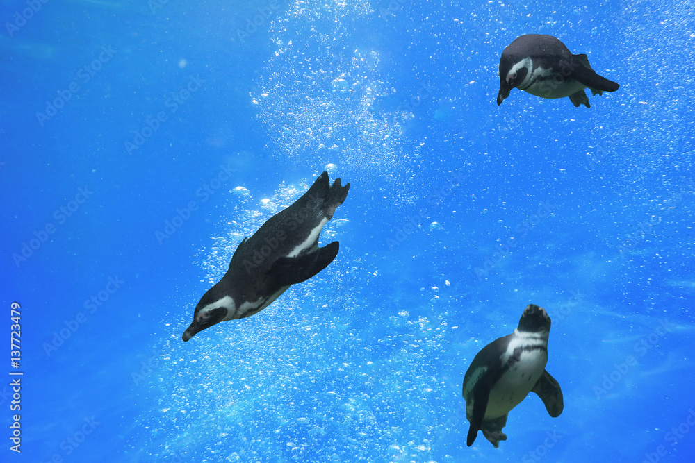 Drei Pinguine schwimmen unter Wasser Stock-Foto | Adobe Stock