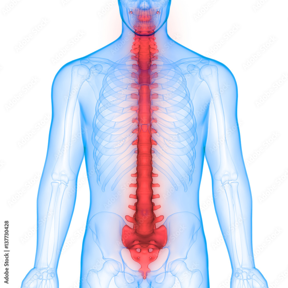 Spinal cord a Part of Human Skeleton Anatomy (Anterior view) Stock ...