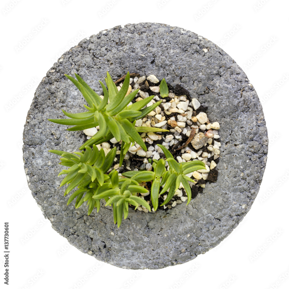 Pot Plant Top view Isolated Stock Photo | Adobe Stock