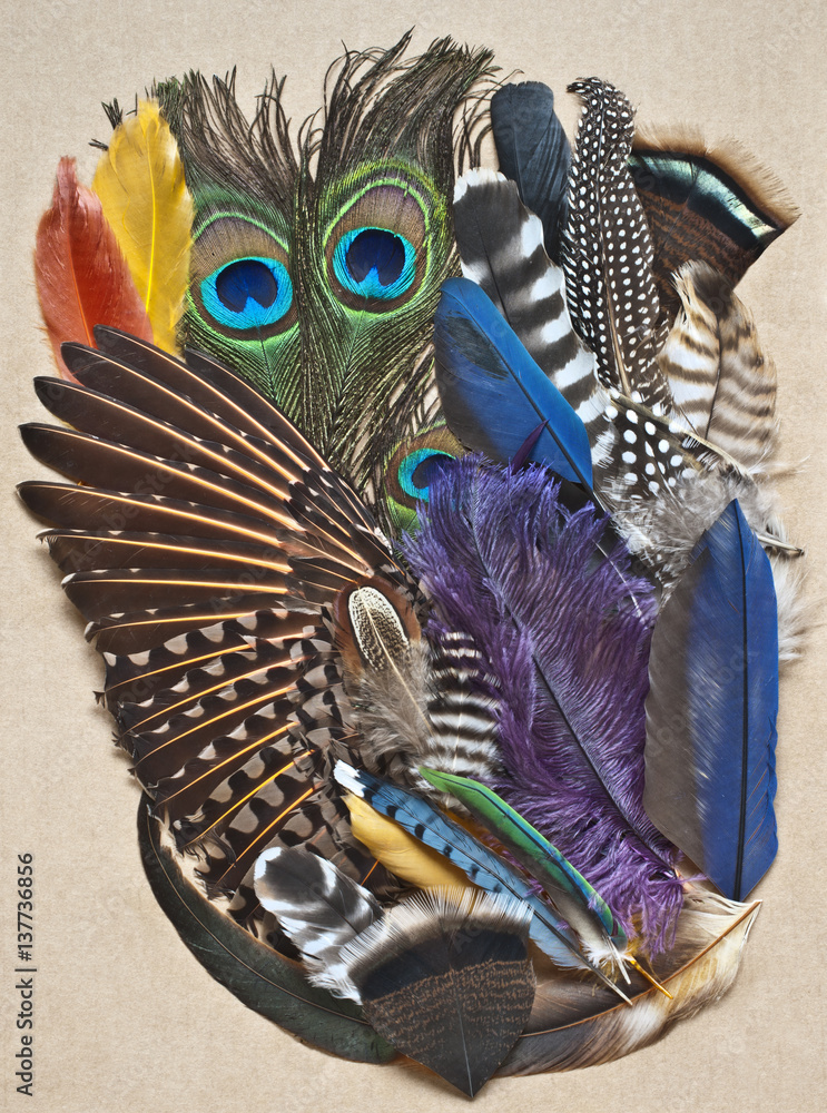 Background of bird feathers in assorted colors and shapes/Background ...