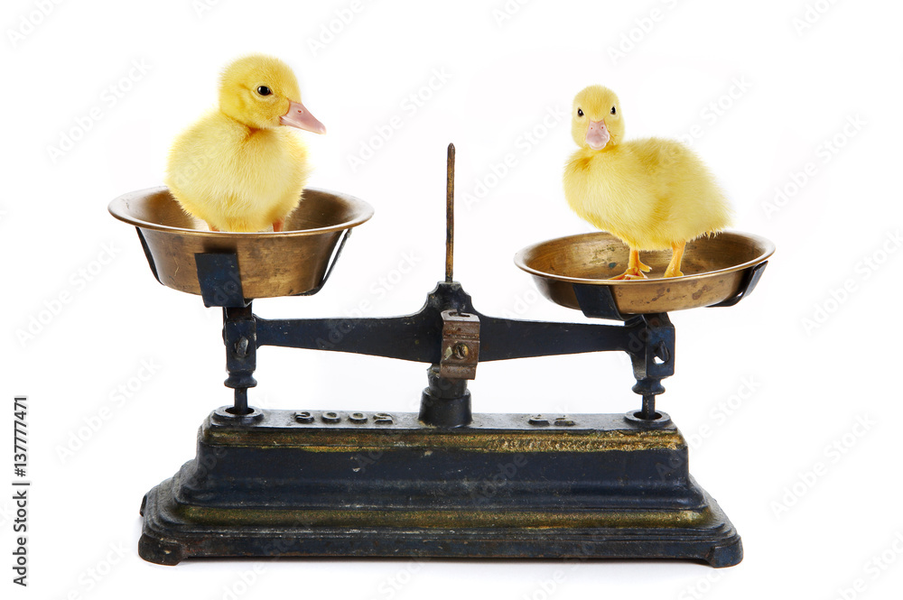 Duck scale Stock Photo | Adobe Stock