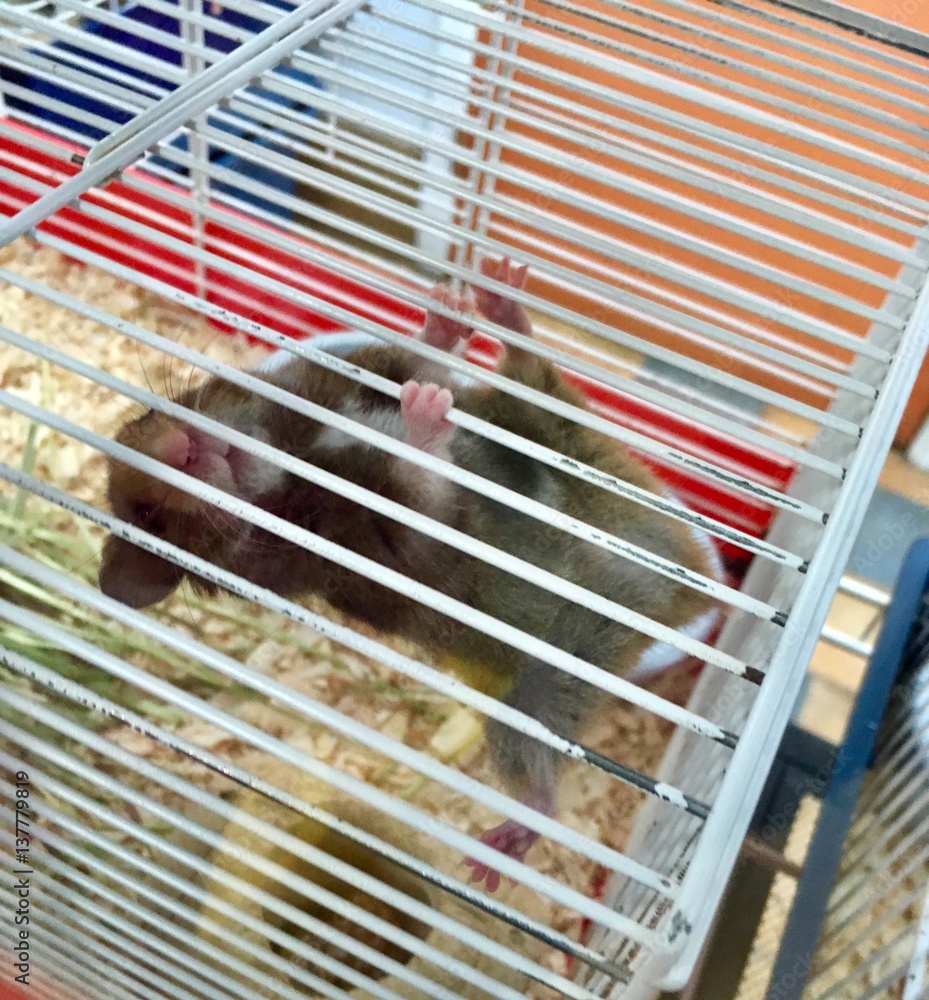 en cage Stock Photo | Adobe Stock