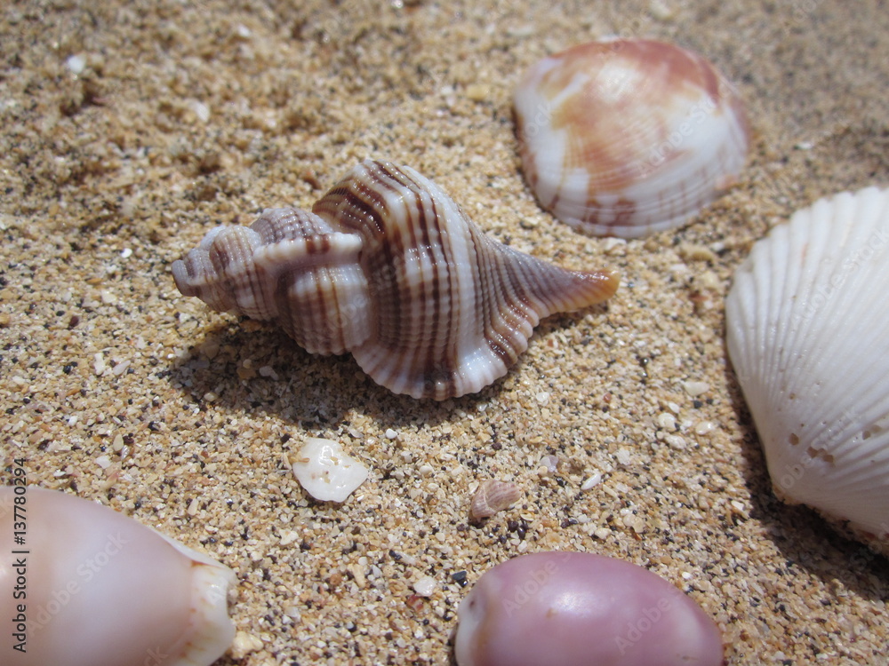 Shells on the sand. Stock-Foto | Adobe Stock