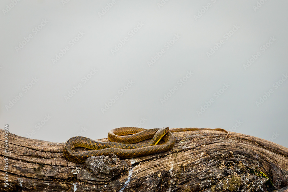 Very beautiful brown coloured Water Snake resting on a tree branch next ...