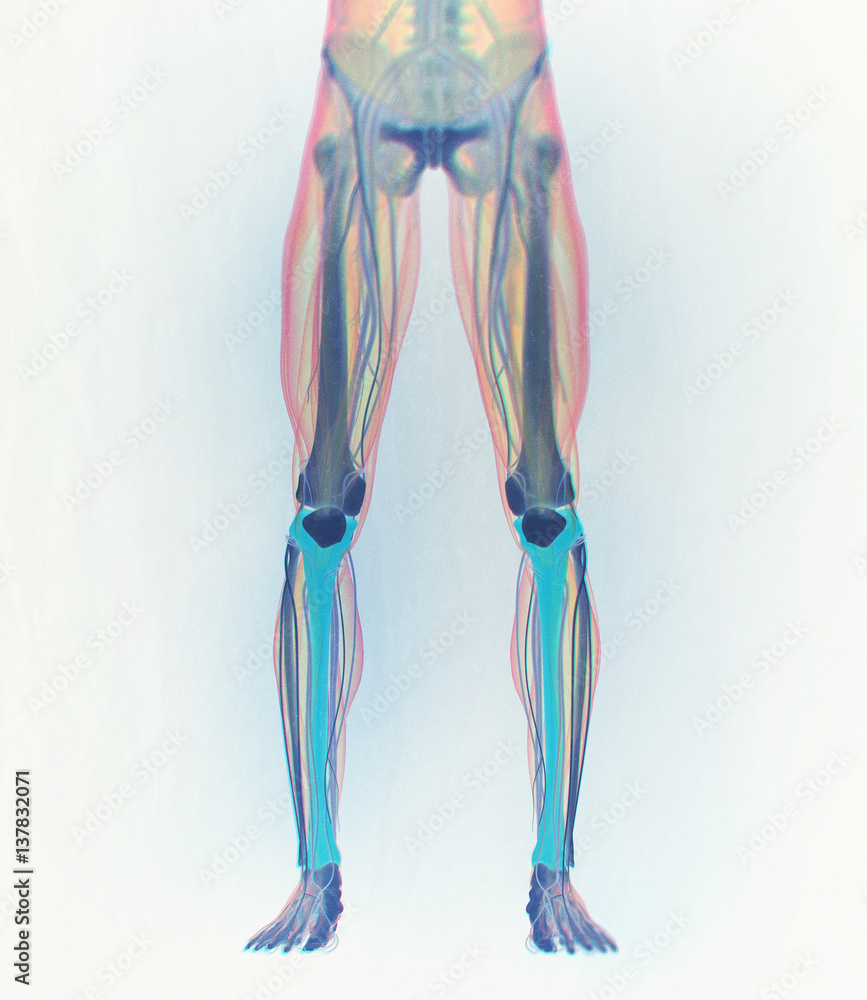 Tibia bone, human anatomy. 3D illustration. Stock Illustration | Adobe ...