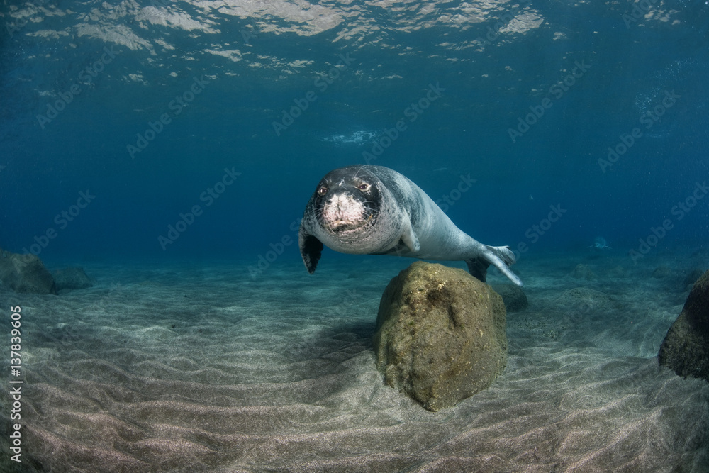Mediterranean Monk seal (Monachus monachus) Deserta Grande, Desertas ...