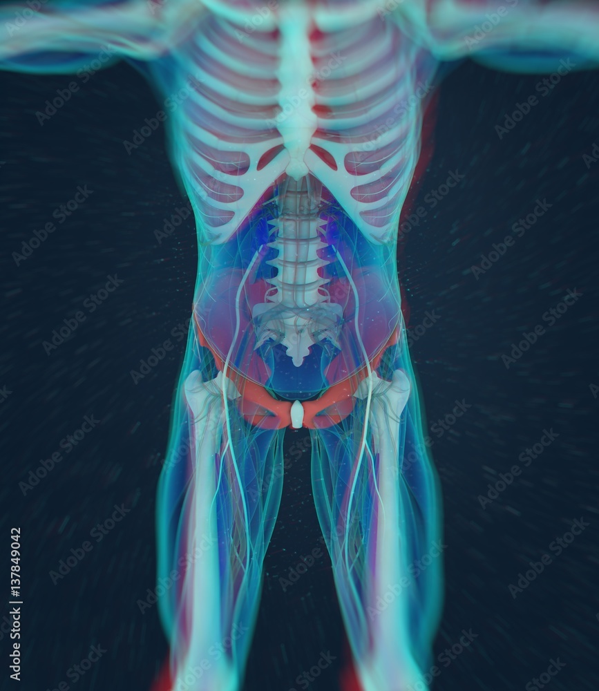 Ilium bone, human anatomy. 3D illustration. Stock Illustration | Adobe ...