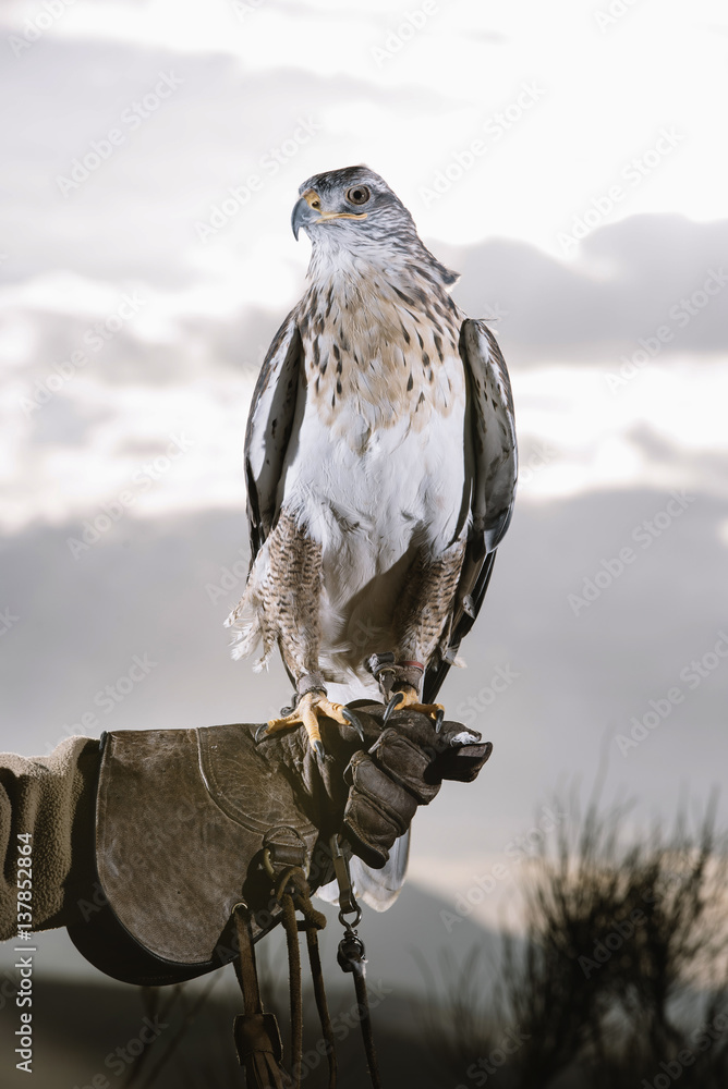 Cute hawk perched on his hand trainer foto de Stock | Adobe Stock