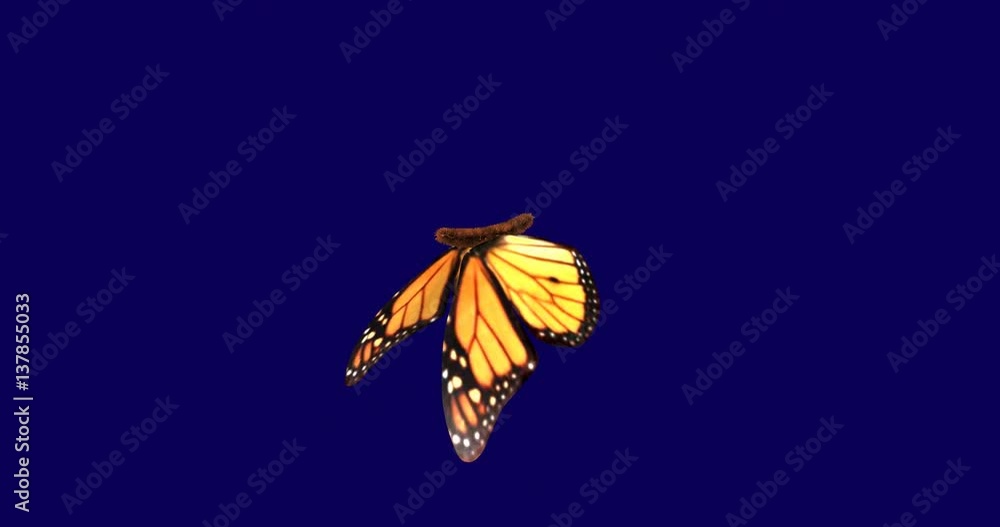 Vidéo Stock Beautiful Monarch butterfly flapping wings gracefully in ...