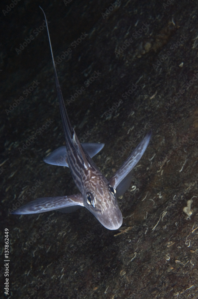 Black Ghost Shark