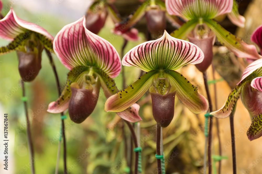 Paphiopedilum villosum., ORCHIDACEAE., Paphiopedilum villosum (Lindl ...