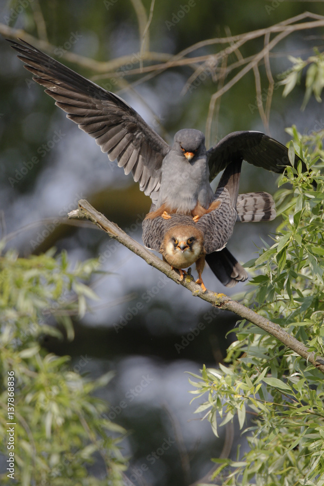 Red footed falcon (Falco vespertinus) pair mating, Danube Delta ...