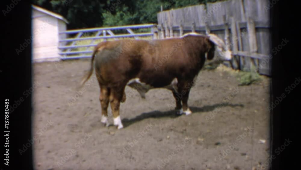 1964: big two bull standing in field and swinging their tale KANSAS ...