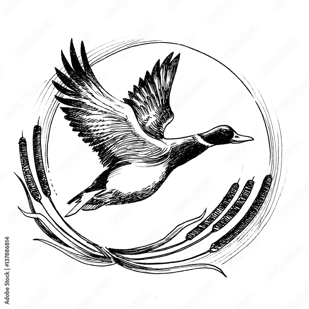 Flying duck Stock Illustration | Adobe Stock