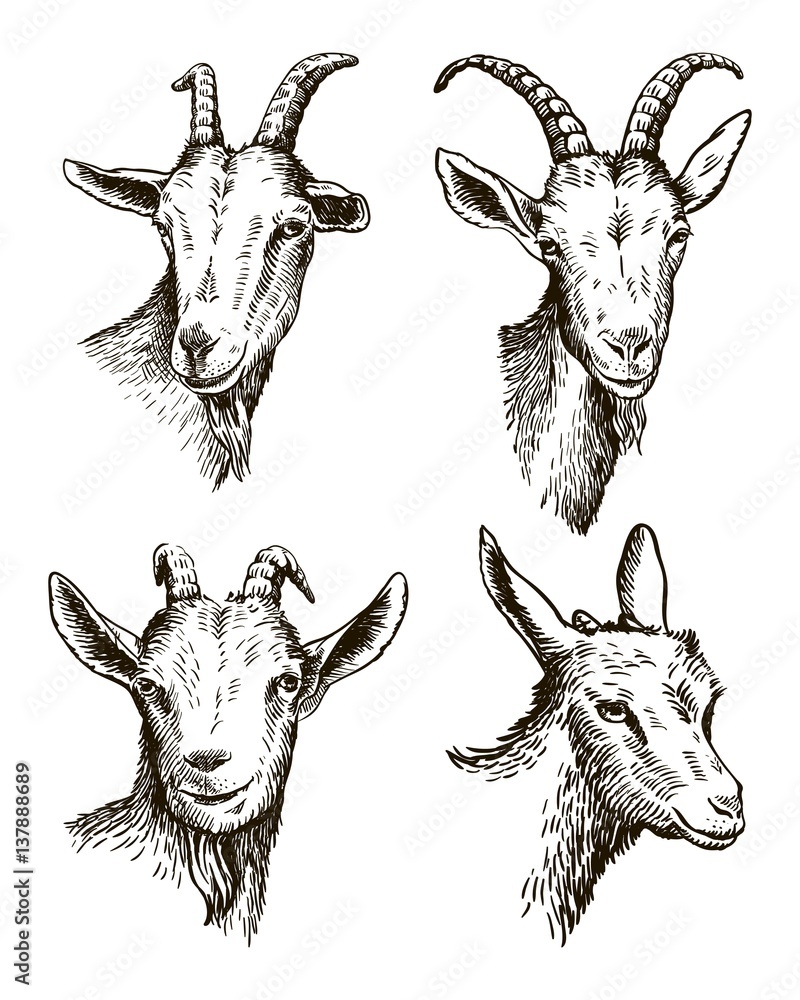 goat head. livestock. animal grazing. sketch drawn by hand. Stock ...